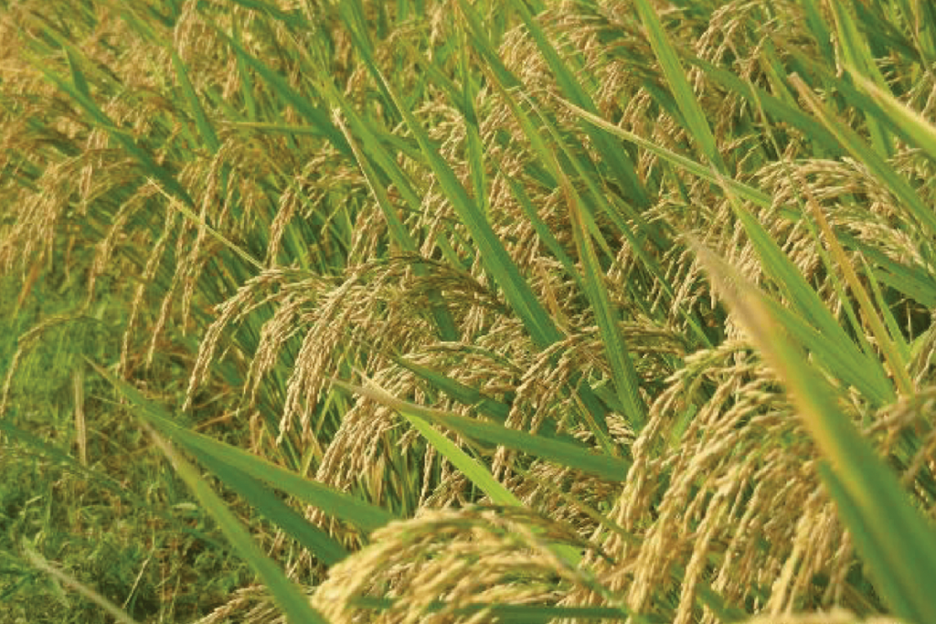 PAIC- Seed Production – Punjab Agro